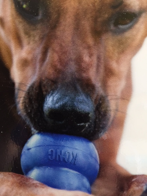 Try the new blue kong to give your dog a frozen treat